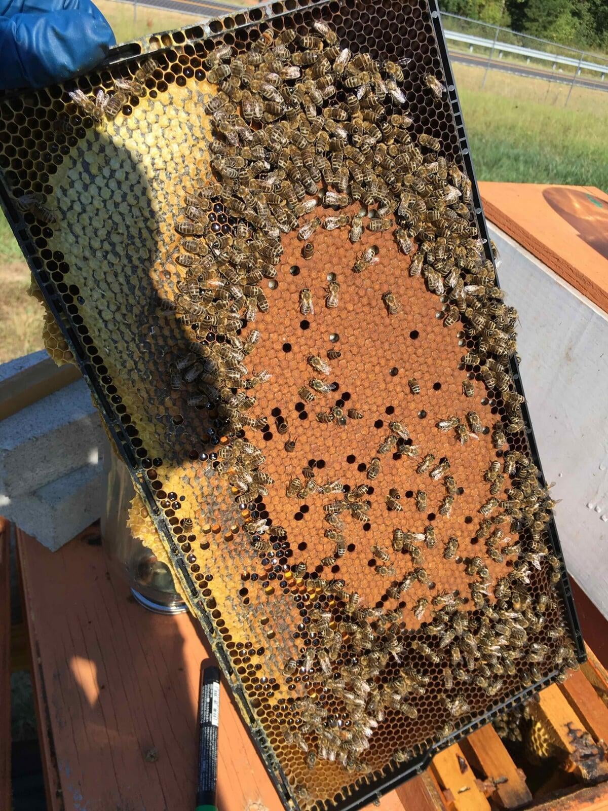 Live Bees | HoneyStrong